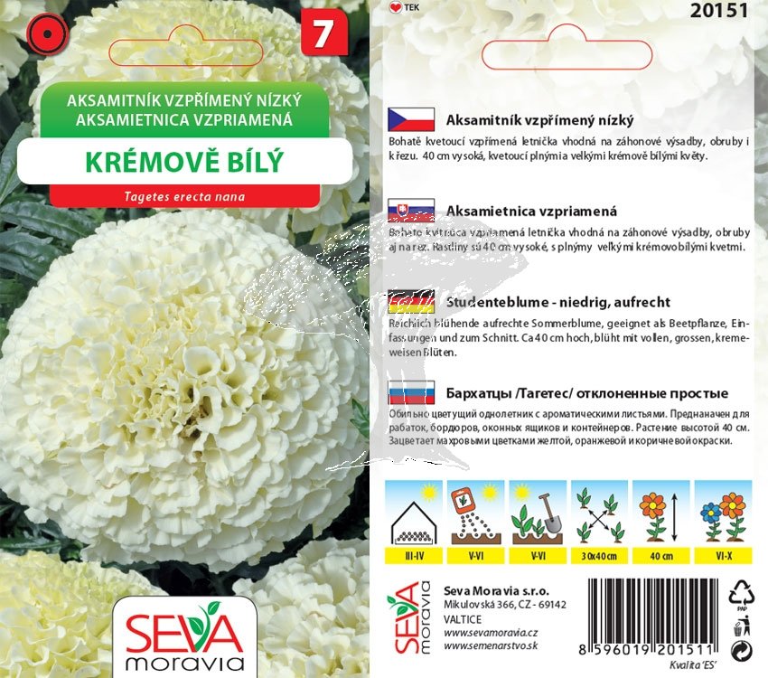 20151 Aksamitník nízký krém. bílá 0,1g / 3907 :: Drago.cz