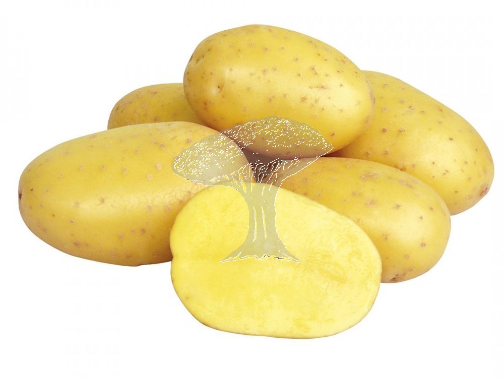 Sadba brambor ANTONIA (balení 25kg) :: Drago.cz