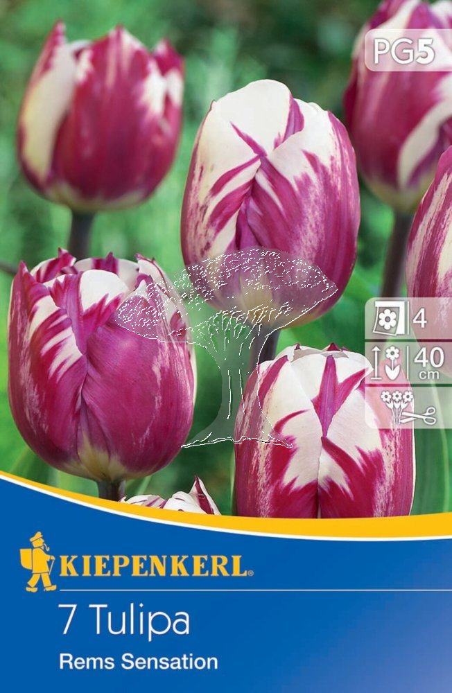 Tulipány :: Drago.cz